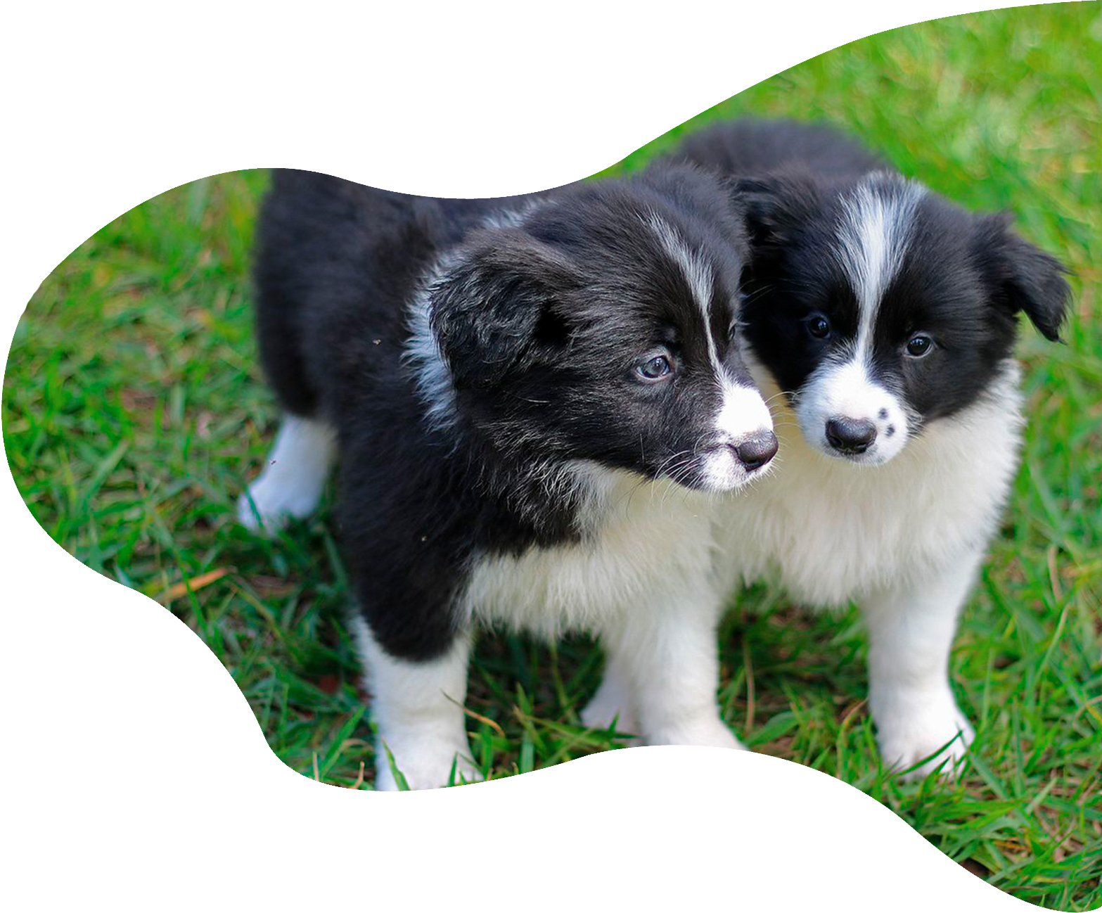 os Melhores e Mais Lindos Filhotes de Border Collie - Filhotes ...