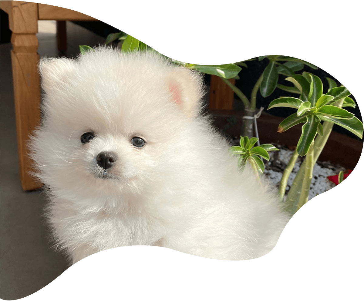 Filhotes Disponíveis - Canil VDC - Border Colie & Spitz Alemão ...